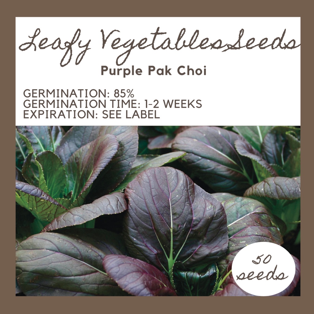 Rare Purple Pechay Pak Choi 50 Seeds per pack from KOREA / COD ...