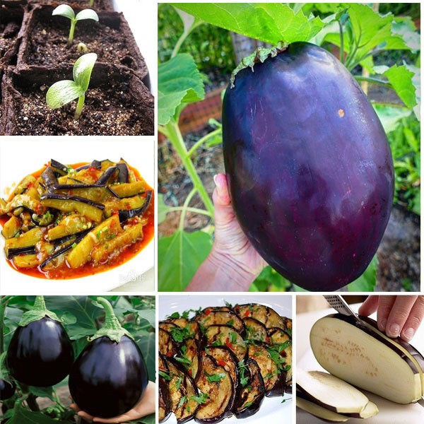 200 pcs Rare Vegetables Large Eggplant Seeds Nutrient-rich organic ...