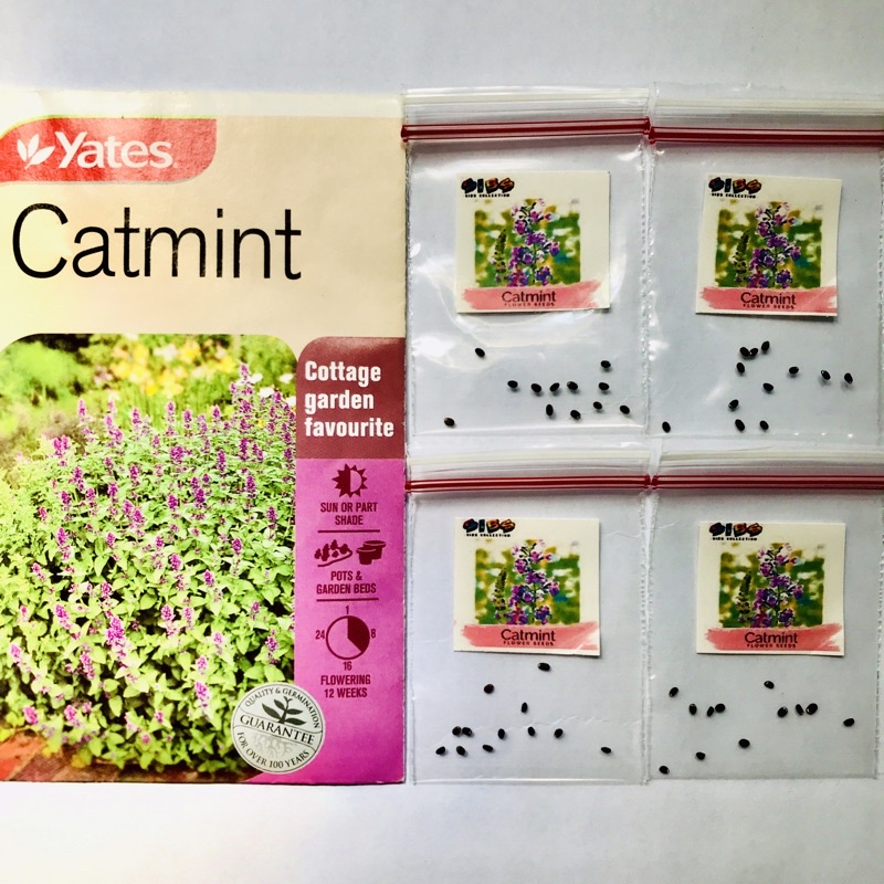 [SIBS Collection] Catmint Flower Plant Seeds / Catmint Seeds | Shopee ...