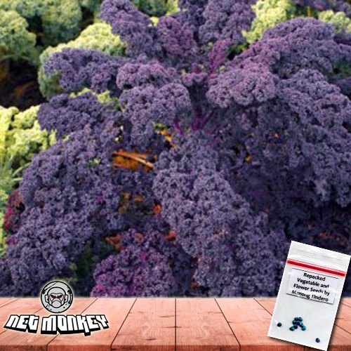 Kale Red Redbor ( 10 Seeds ) | Shopee Philippines