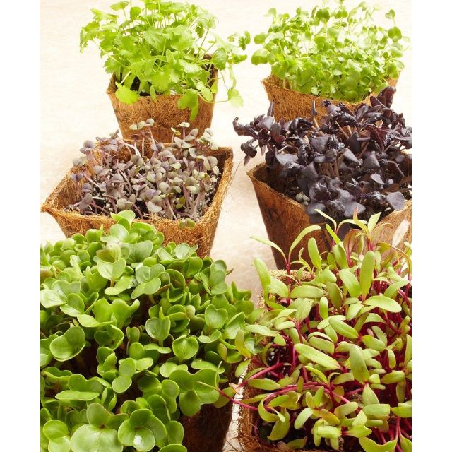 Coco Pot Round or Square > Organic pot | Shopee Philippines