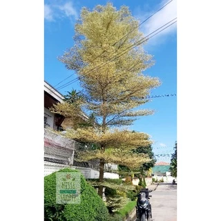 african talisay plants - Best Prices and Online Promos - Aug 2024 ...