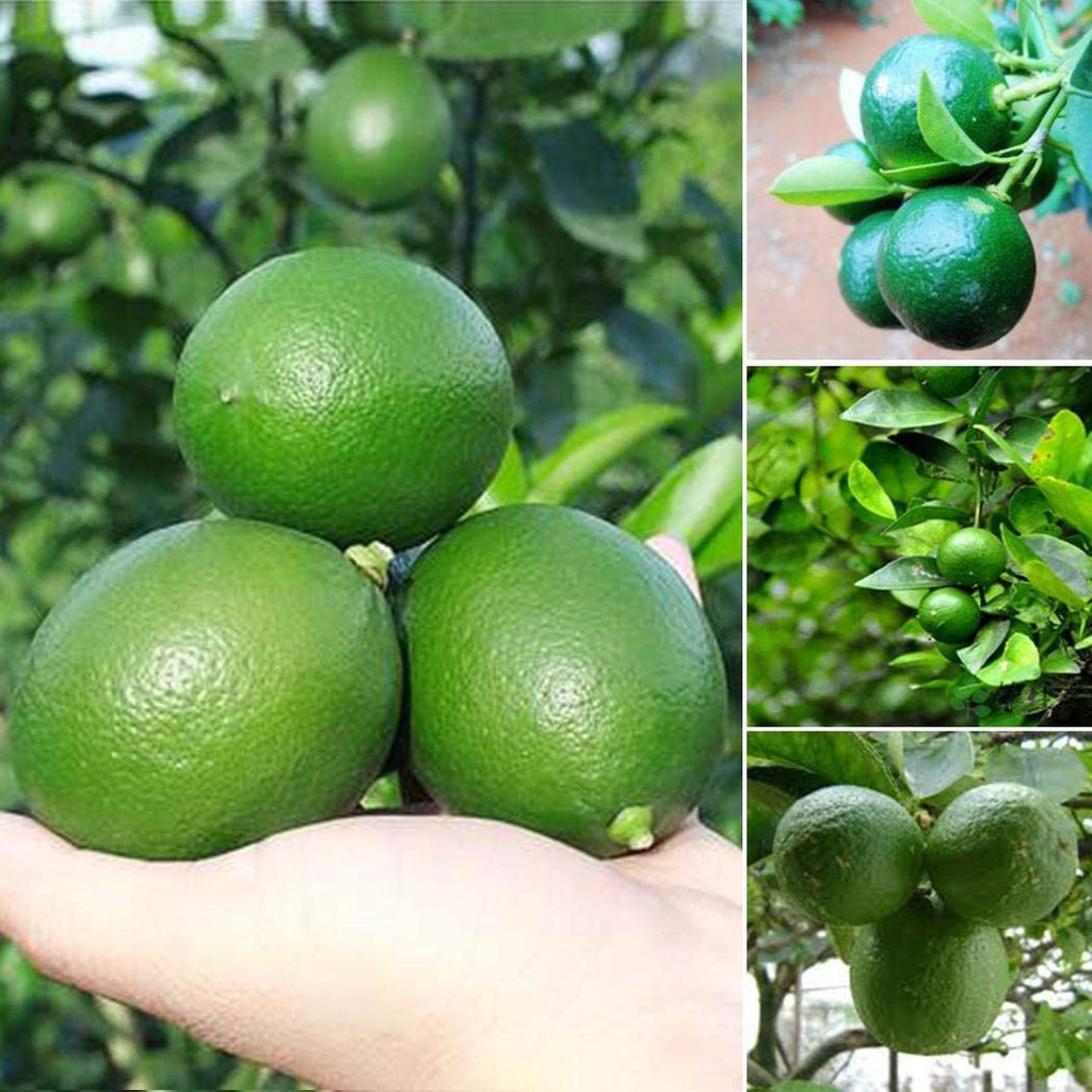 10 Pcs Citrus aurantifolia Green Lemon Tree Seeds Bonsai Key | Shopee Philippines