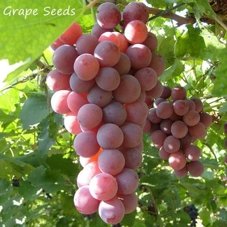 Shop grapes for Sale on Shopee Philippines