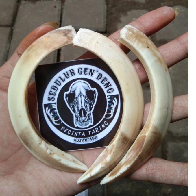The best.. Original raw pork fangs 10CM | Shopee Philippines