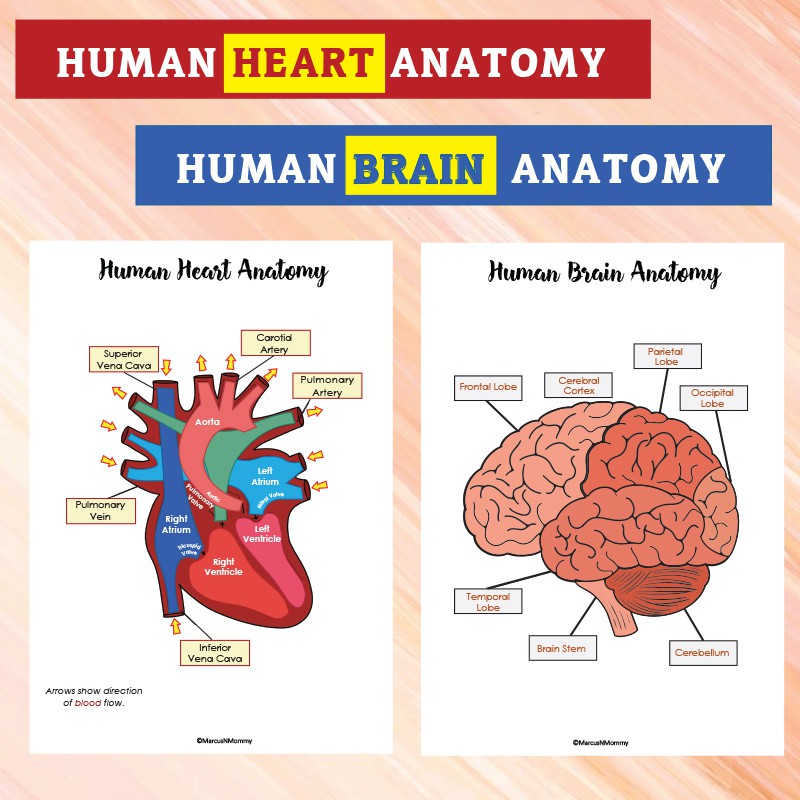 SCIENCE | Human Heart and Brain Anatomy Activity Worksheet - Learning ...