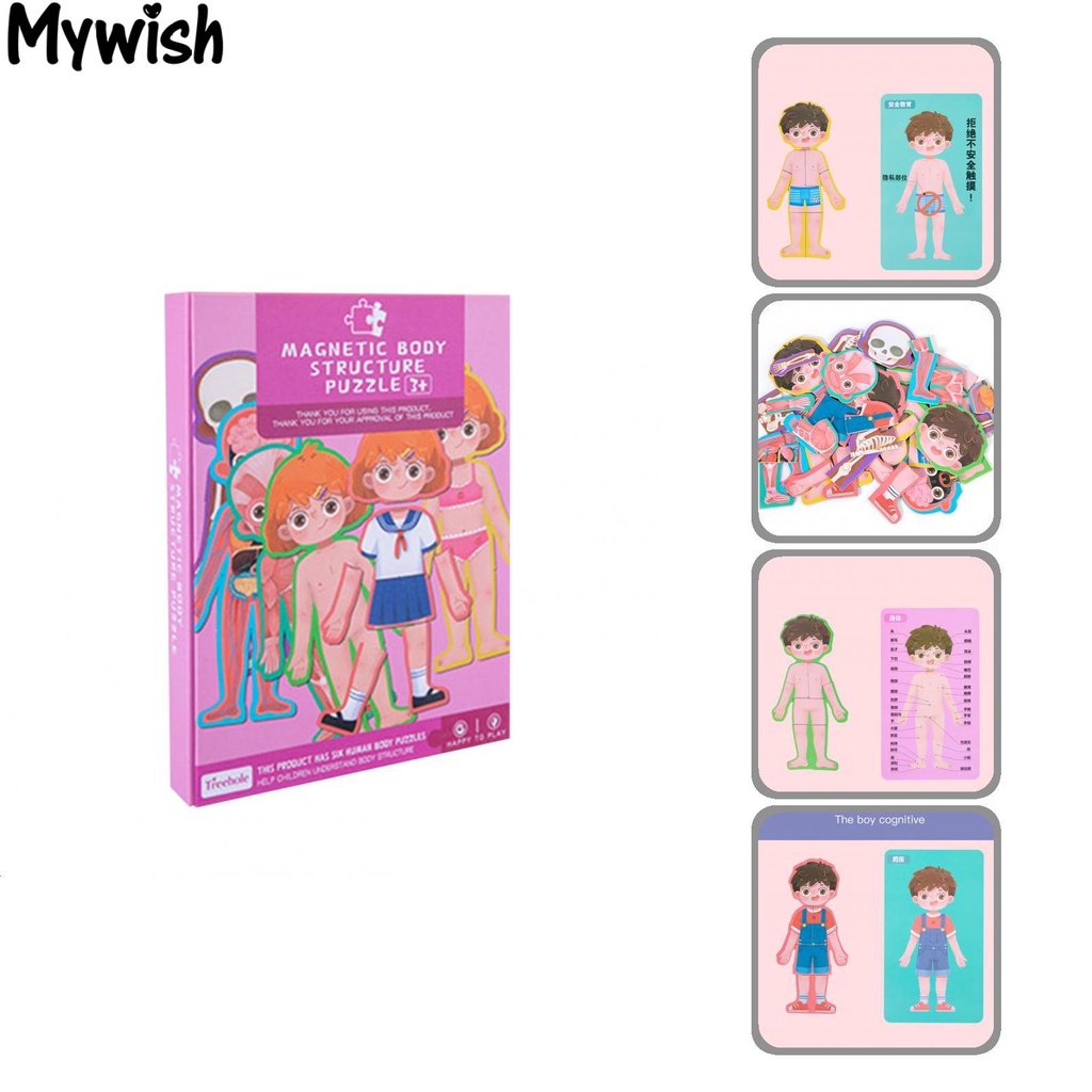 mywish Magnet Magnetic Human Anatomy Toy Muscles Bones Magnetic Human ...