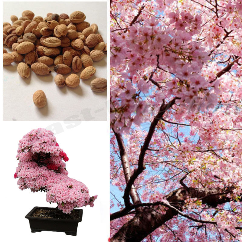 10Pcs Japanese Sakura Seeds Pink Plants Cherry Blossoms Flower #VP25 ...