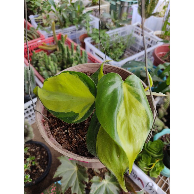 Brazilian Pothos Small Pot Brazilian Pothos Marble Queen Pothos ...
