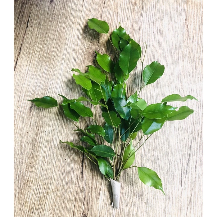 Balete Ficus tree Leaves - 200 grams | Shopee Philippines