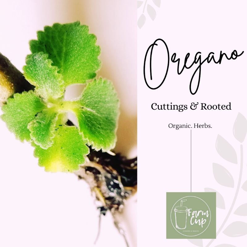 Oregano Fresh Pack (Live Seedlings, Leaves & Cuttings) | Shopee Philippines