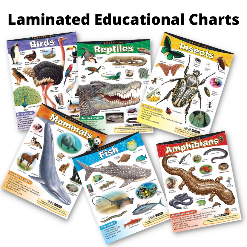 Laminated Animals Charts, Amphibians, Birds, Fish, Insects, Mammals ...