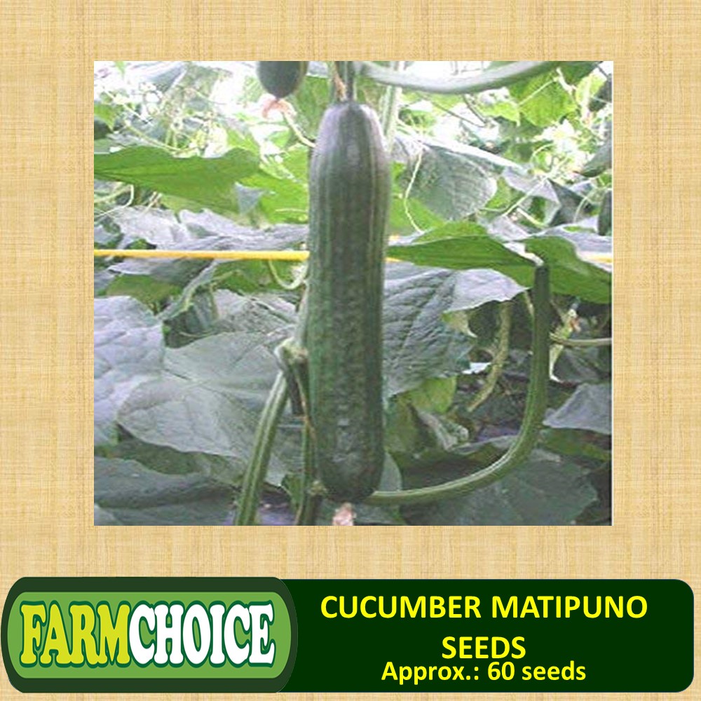 CUCUMBER MATIPUNO - (60 seeds) | Shopee Philippines