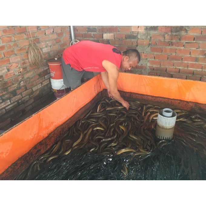 Tarpaulin tank for raising eels and snails, size 2m x 1m, 2-thick ...