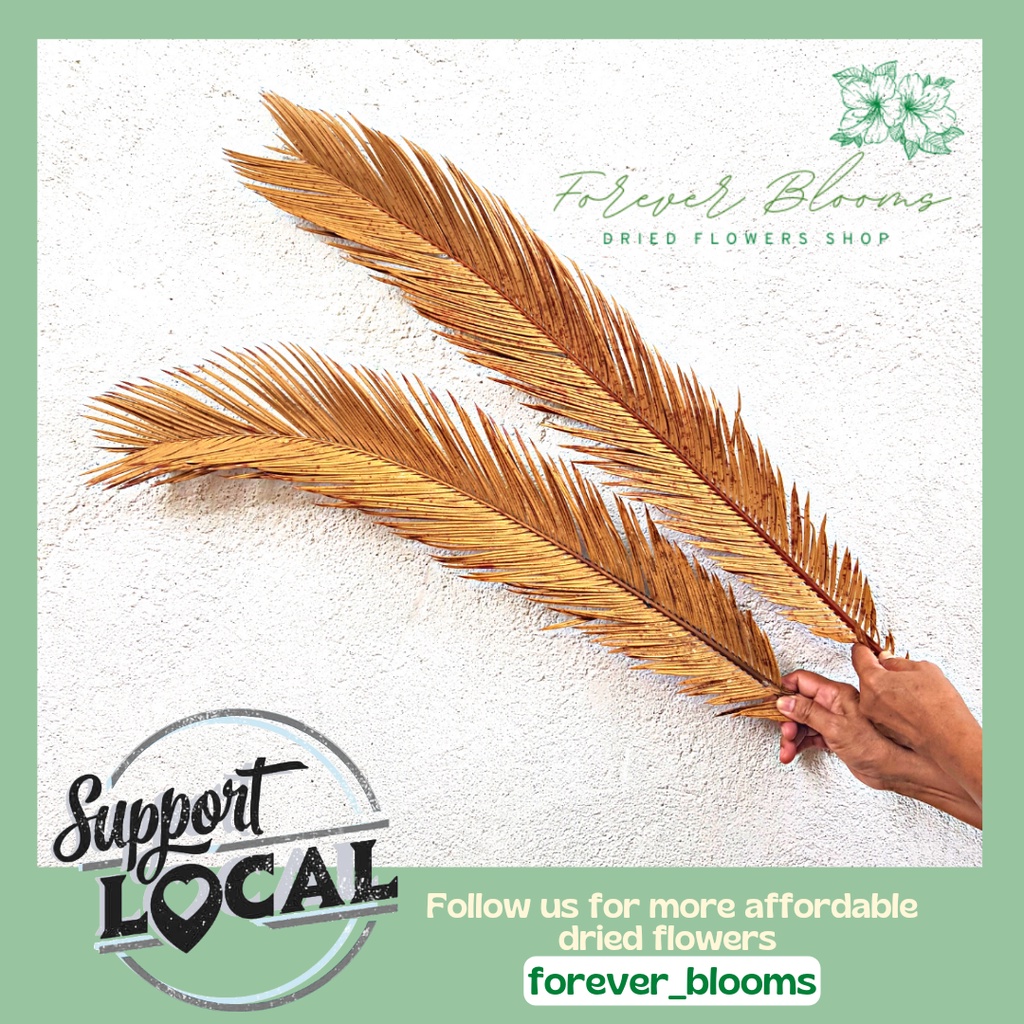 Palaspas Dried Oliva | Dried Cycas Palm Dried Flowers (sold per stem ...