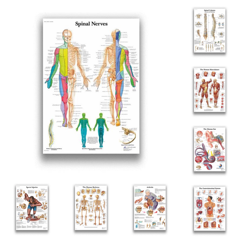 Human Anatomy Skull Muscle System Canvas Paintings and Posters Human ...