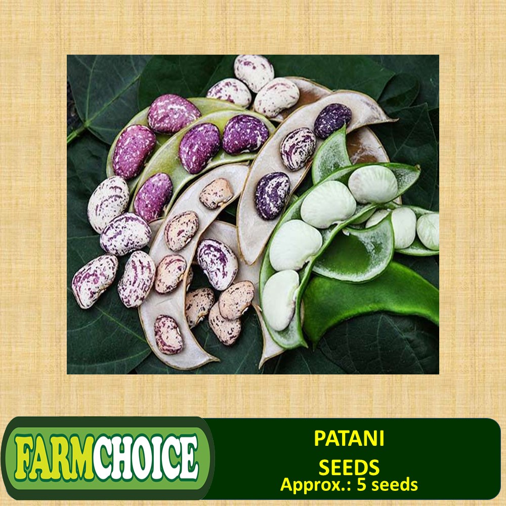 PATANI BEAN / LIMA BEAN (5 seeds) - Vegetable Seeds | Shopee Philippines