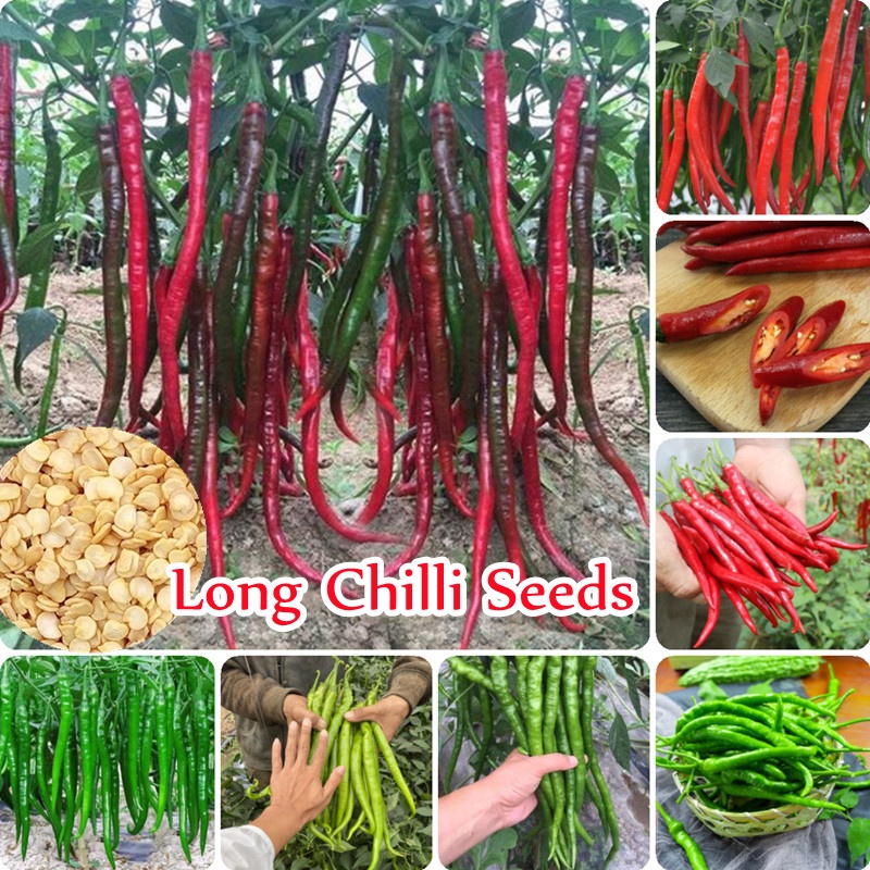 [High Yielding Variety] Red and Green Long Chilli Seeds for Planting ...