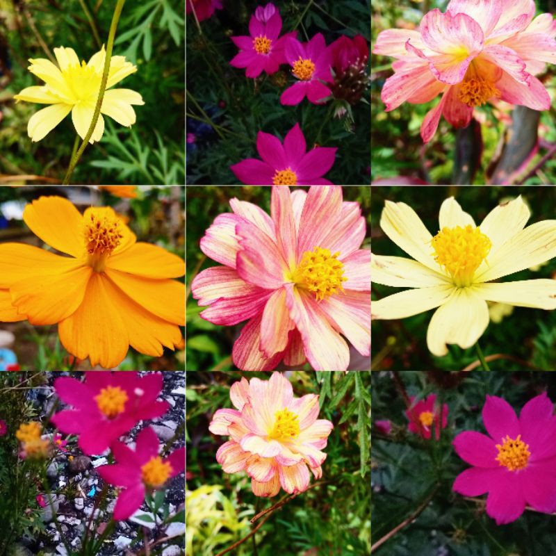COSMOS MIX SEEDS WITH ASSORTED COLORS + freebies | Shopee Philippines