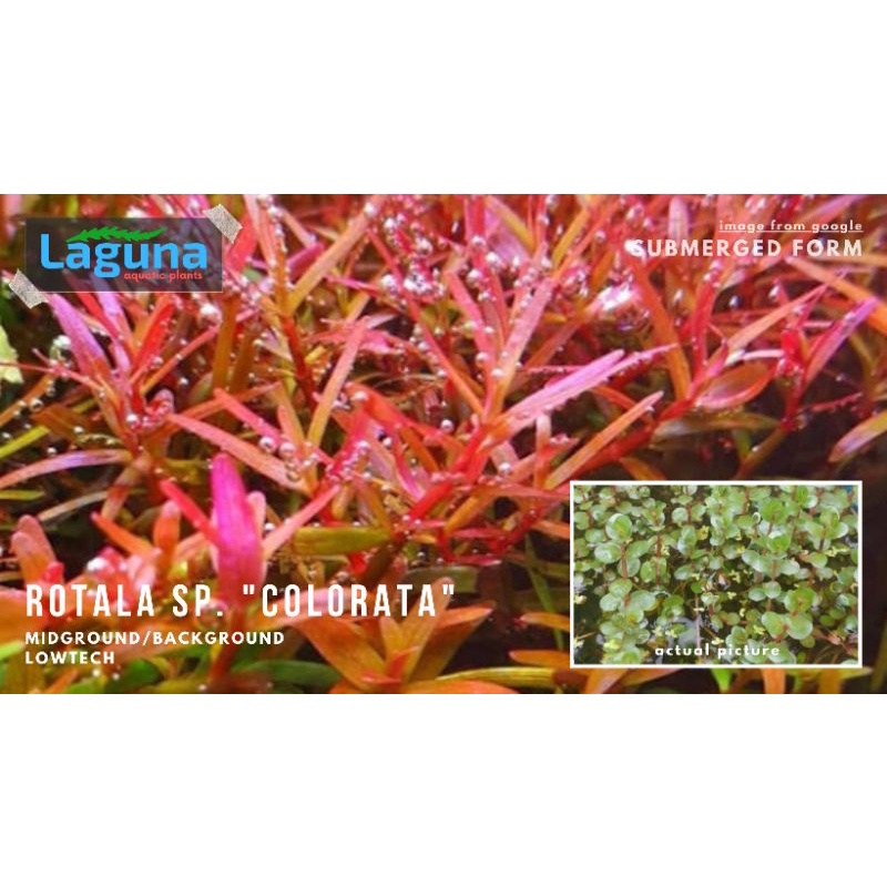 Rotala sp. Colorata lowtech aquatic plants (20pcs+) | Shopee Philippines