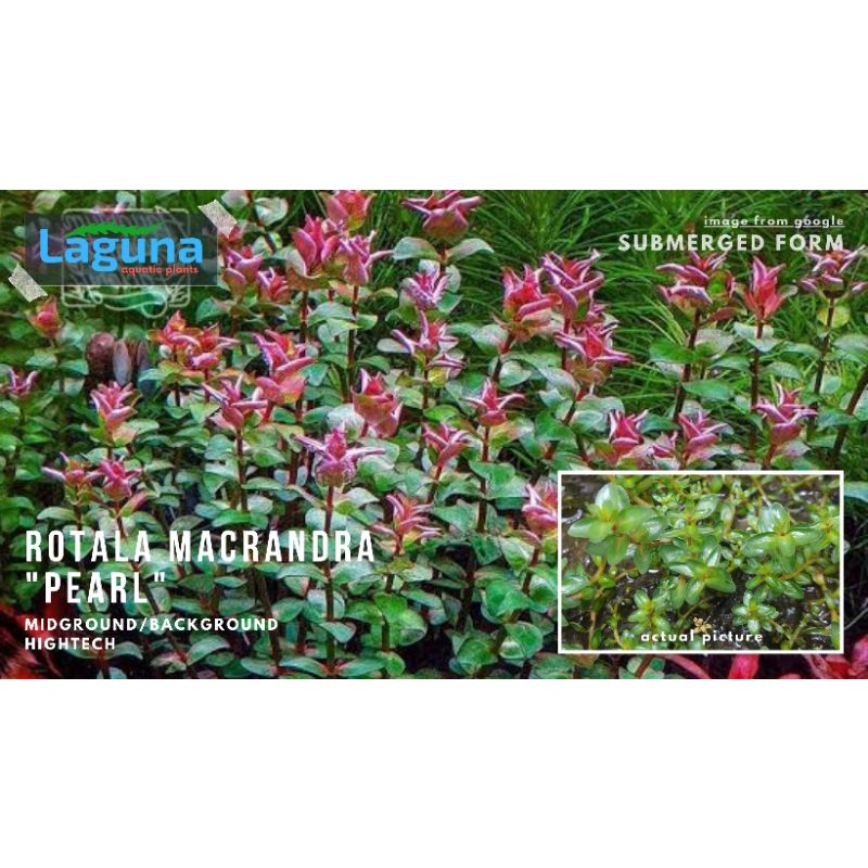 Rotala Macrandra Pearl *rare* aquatic plants (6pcs+) | Shopee Philippines