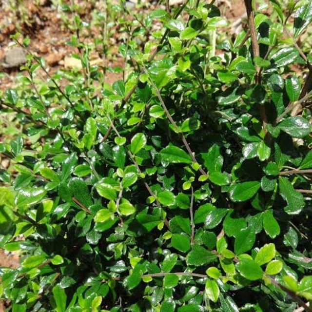 COD Wild Tea/Tsaang Gubat Cuttings (sanga) per piece only | Shopee ...