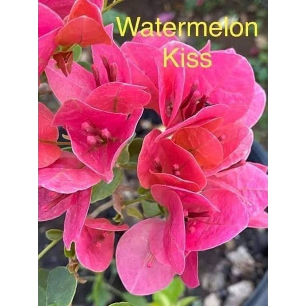 Sale Bougainvillea Cuttings Shopee Philippines