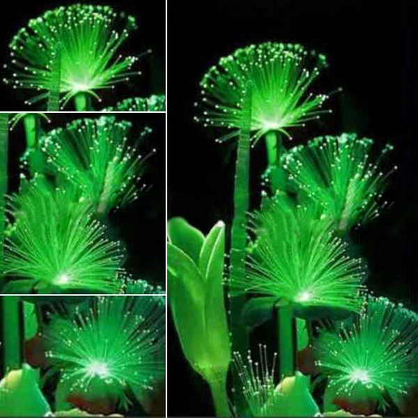 100 Pcs Rare Emerald Fluorescent Flower Seeds Night Light Emitting ...