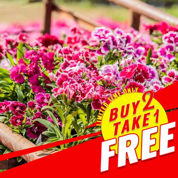 Mix Pinks Seeds - Mix Dianthus Carnation - Flower Seeds - Rare Flower ...