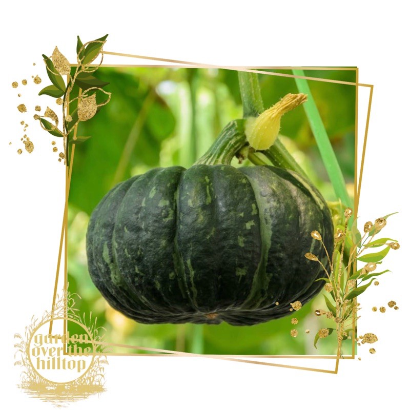 squash/pumpkin/kalabasa native and sofia f1 seeds | Shopee Philippines