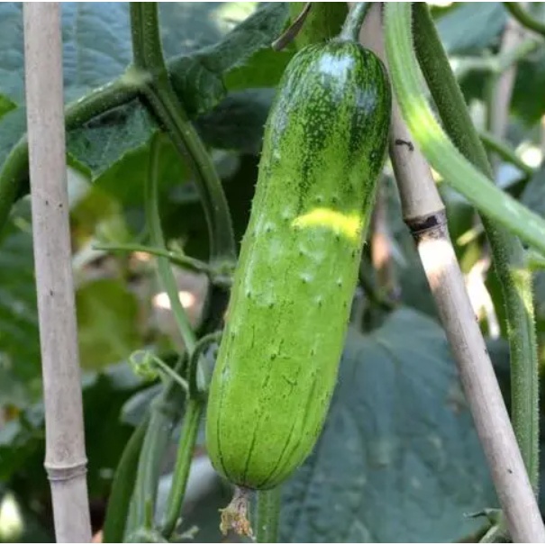 Crispy Cucumber Pipino Vegetable Seeds ( 30 seeds ) - Basic Farm House ...