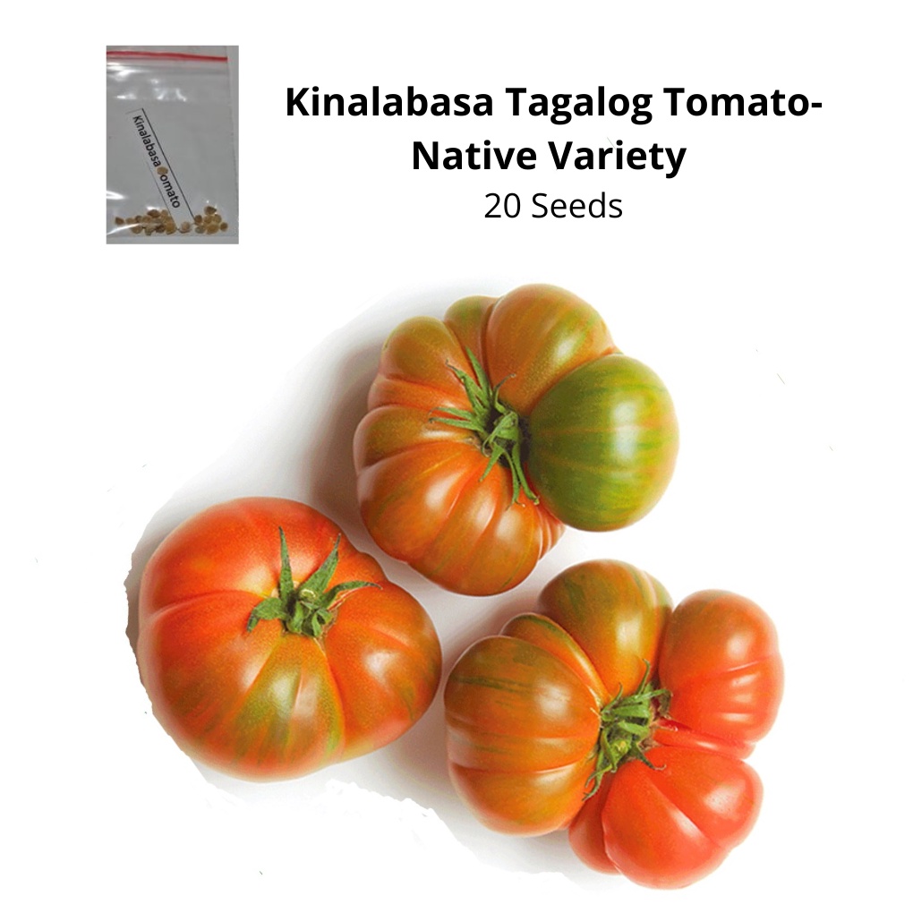 Kinalabasa Kamatis Tagalog Tomato- Native variety seeds | Shopee ...