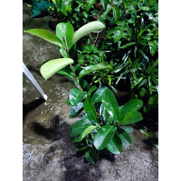 Duhat (Black Plum) Leaves, Live Plant Rooted FROM SEED “not grafted ...
