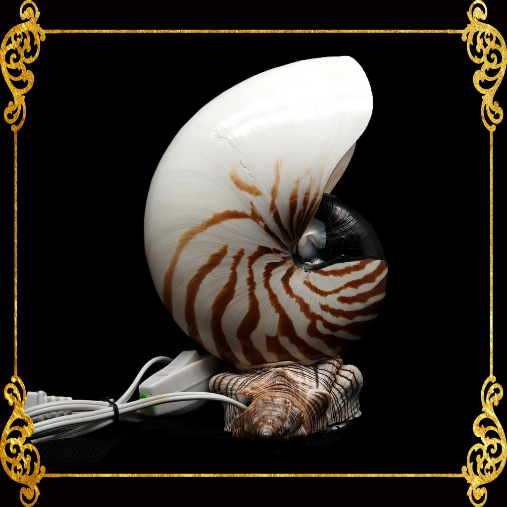 Nautilus Lamp Shade - Limited Edition | Shopee Philippines