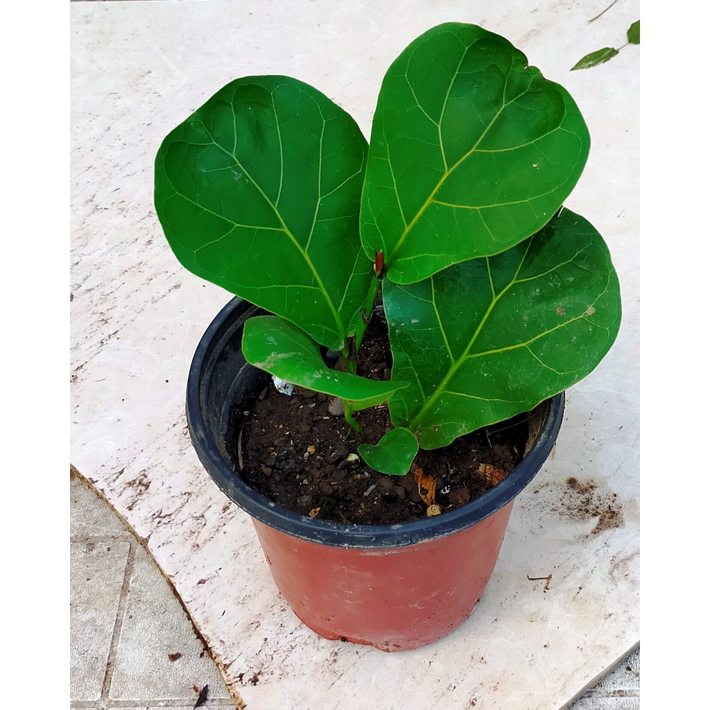 Fiddle Leaf live plant | Shopee Philippines