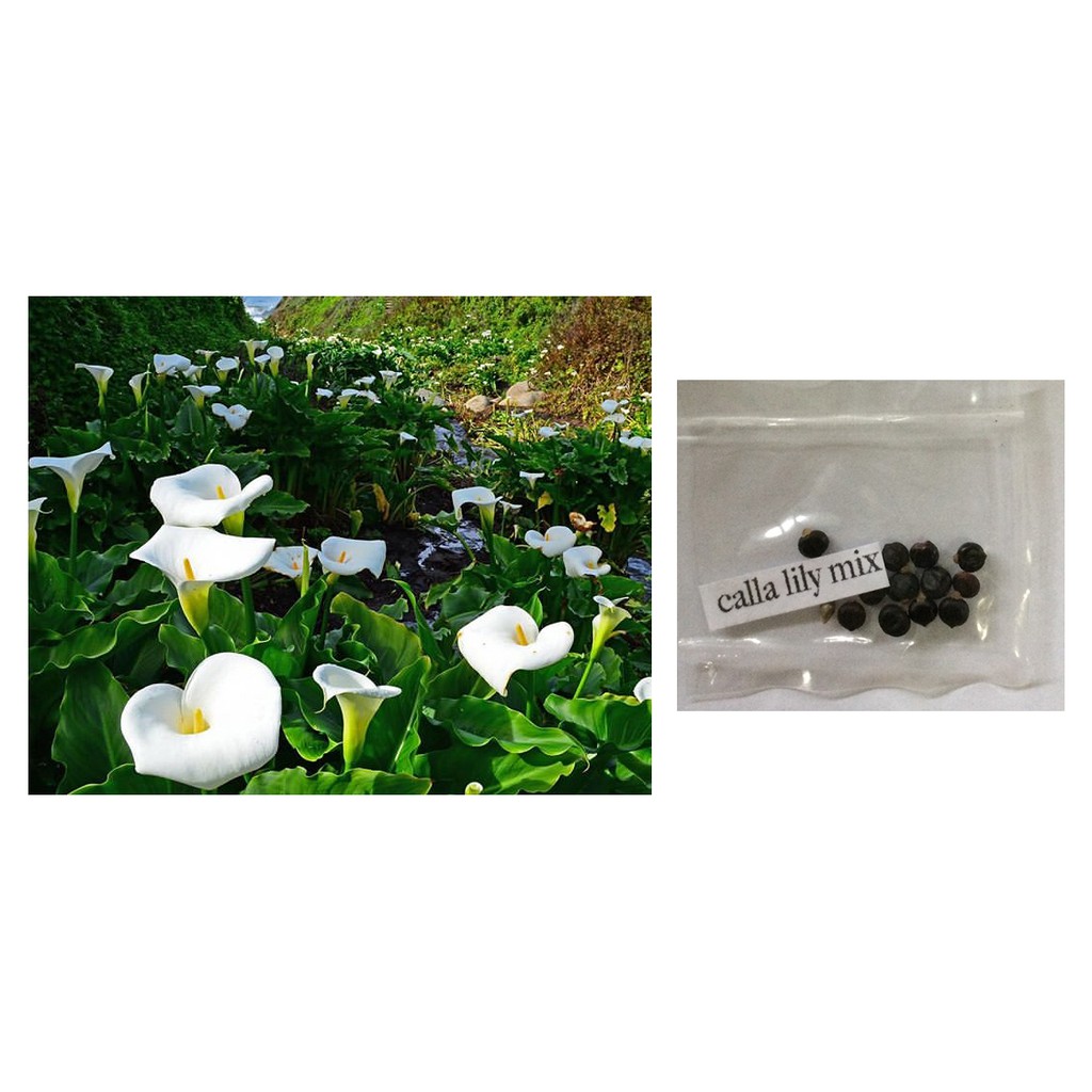 calla lily flower seeds lilies mixed colors | Shopee Philippines
