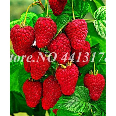 Multi-Color Raspberry Bonsai 200 Pcs Seeds Mix Succulent Raras ...