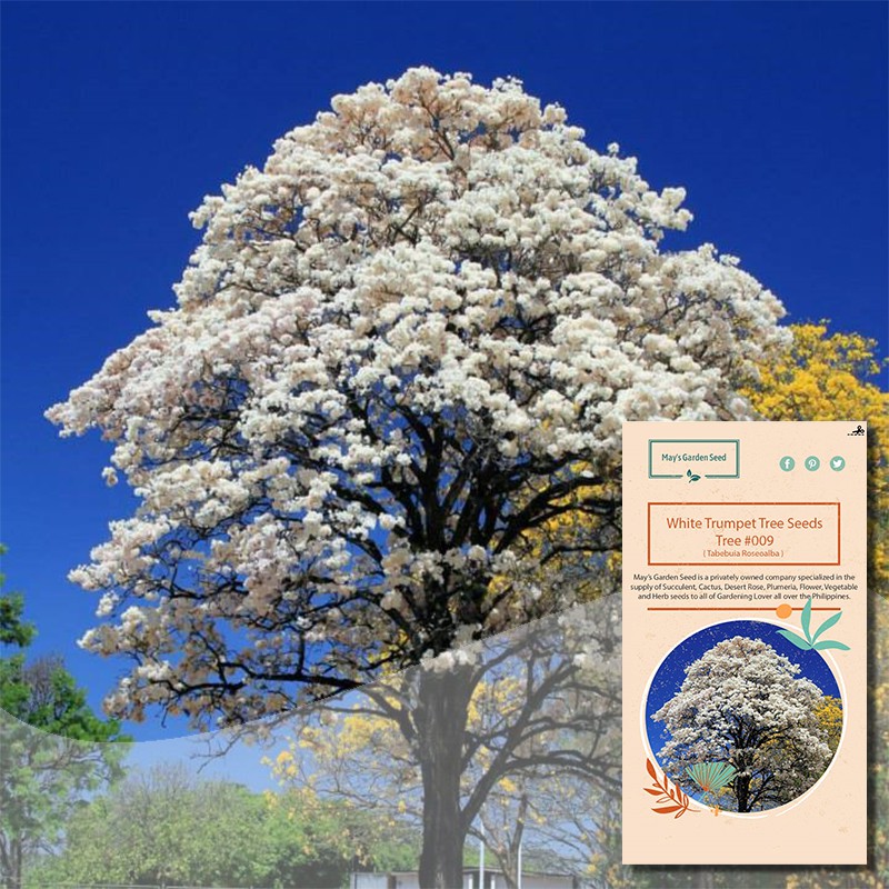 White Trumpet Tree Seeds, Tabebuia Roseoalba Seeds, Tree Seeds#009 ...
