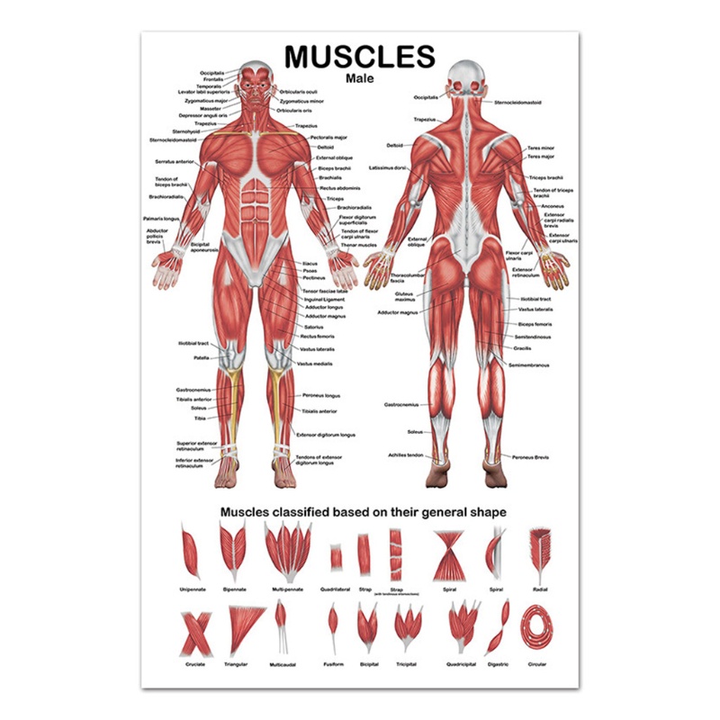 COLO Premium Human Muscular System Anatomical Poster Comprehensive ...