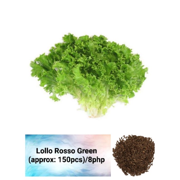 Lollo Rosso Green Lettuce Seeds (approx: 150pcs) | Shopee Philippines
