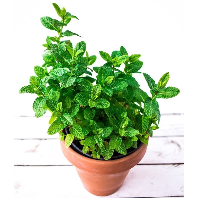 M&A PHC (100 seeds) Mosquito Repellant Mint Seeds Plant | Shopee ...