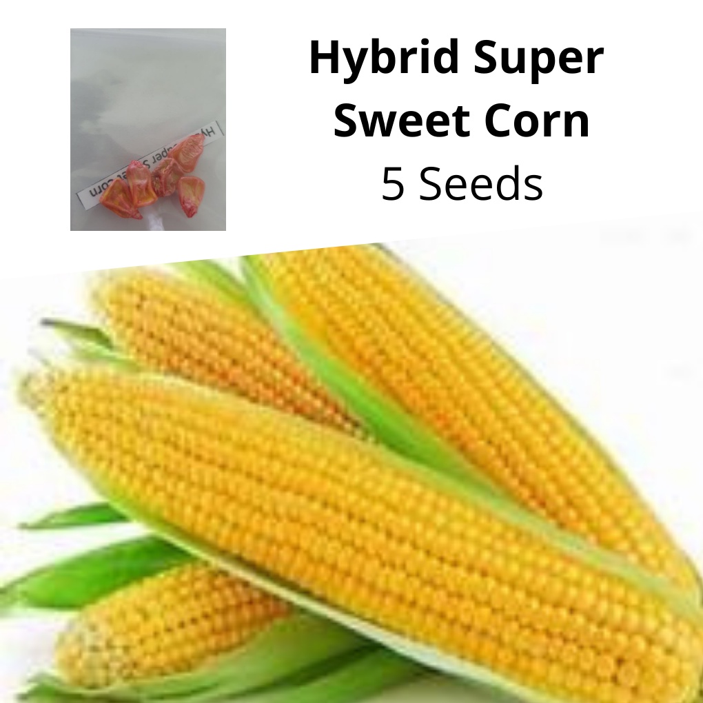 Hybrid Super Sweet Corn Seeds | Shopee Philippines
