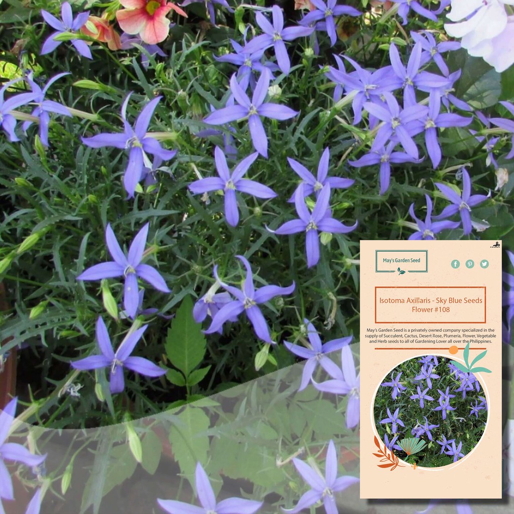 Pelleted Isotoma Axillaris Seeds, Sky Blue , Flower Seeds#108 | Shopee ...