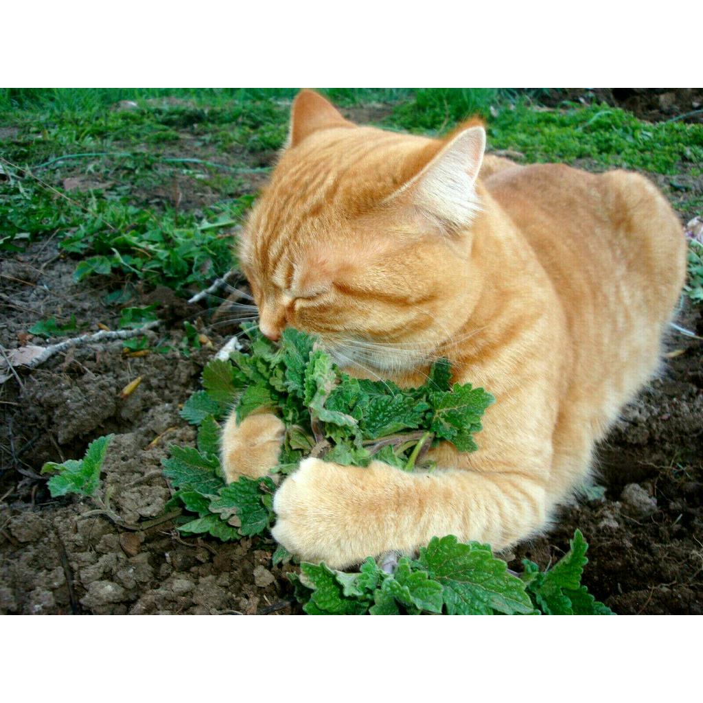 20pcs Fresh Catnip Seeds USA Garden Vegetable Catnips Catmint Catswort ...