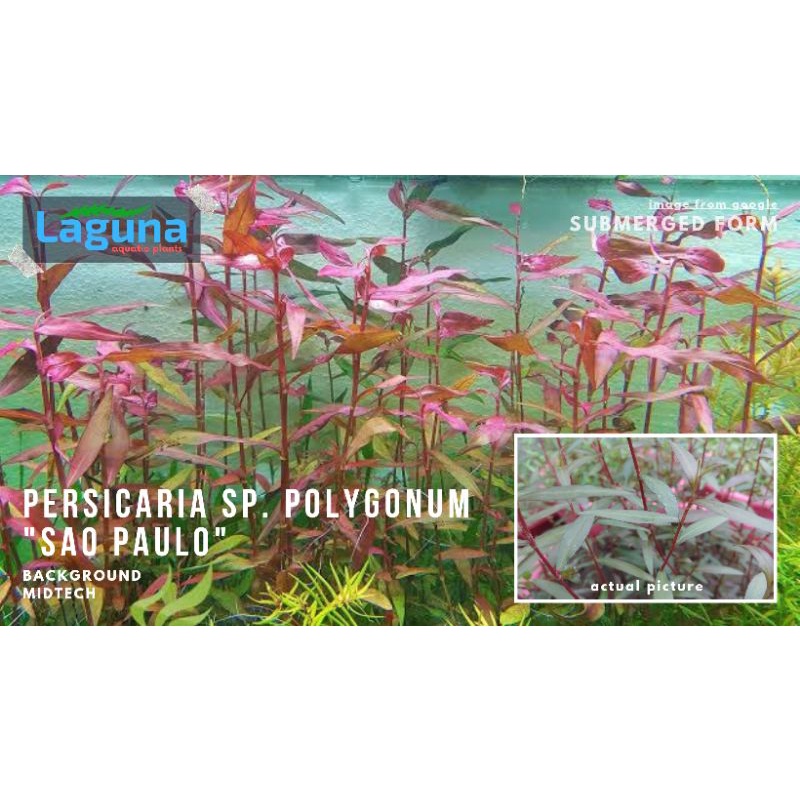 Persicaria Polygonum sp. Sao Paulo aquatic plants (20pcs+) | Shopee ...