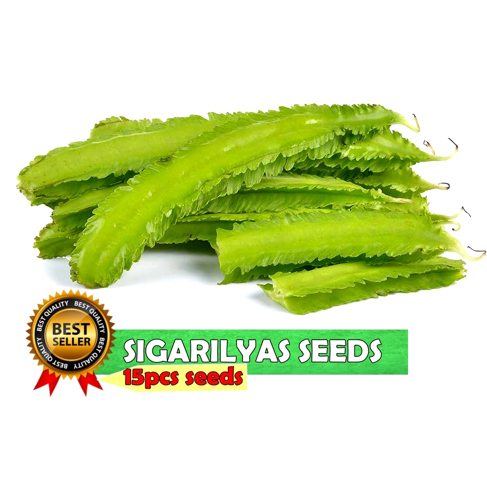 (15 SEEDS) SIGARILYAS SEEDS/FOR PLANTING/LONG GREEN/HIGH YIELDING ...