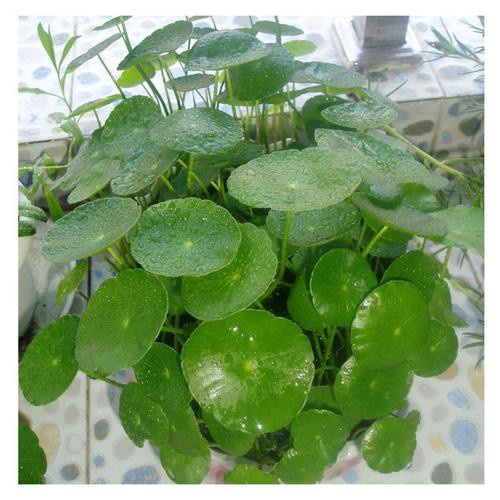 30 Seeds/Pack Bonsai Hydrocotyle Seeds | Shopee Philippines