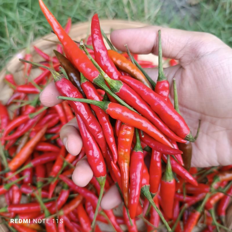 SILI LABUYO SEEDS -20pcs | Shopee Philippines