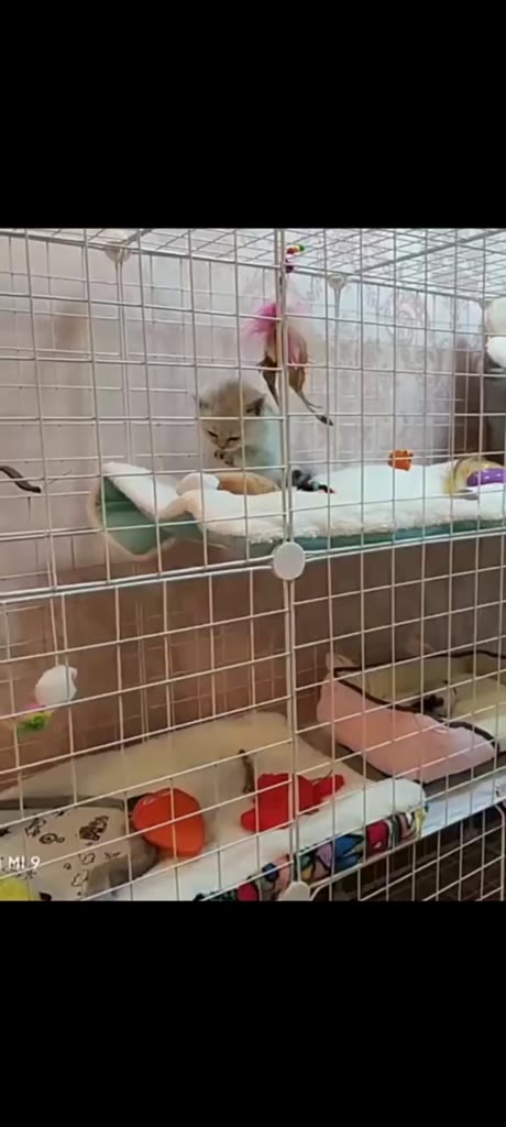 75*39*73cm cat cage stackable pet cage wardrobe free assembly cat cage | Shopee Philippines