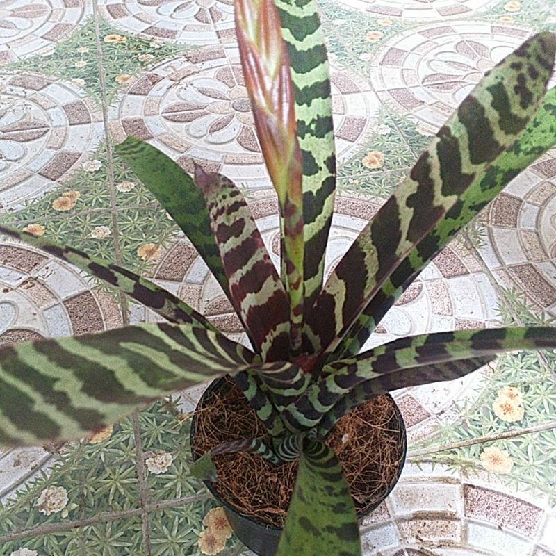 Neoregelia Tiger Bromeliad (in polybag) LUZON ONLY | Shopee Philippines